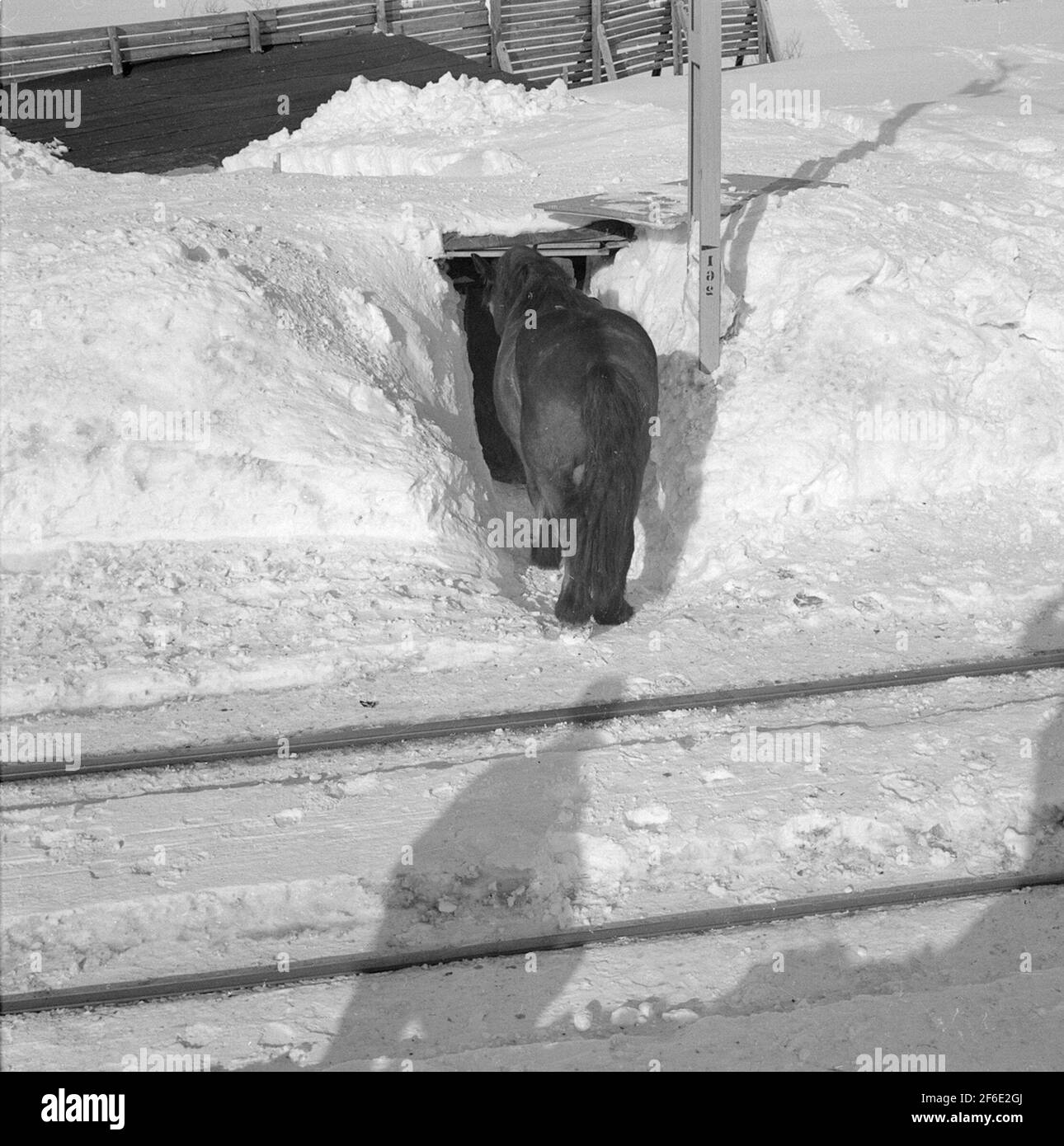 Horse heading into winter stables at Lockerjåkka. The stable holds six ...