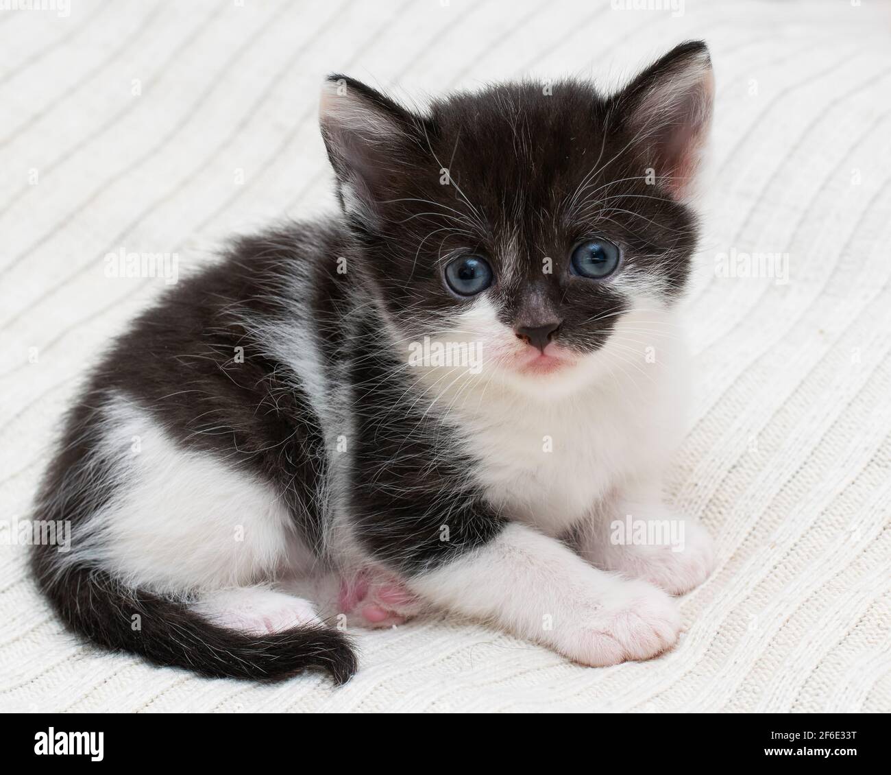 Bicolor tabby hi-res stock photography and images - Alamy