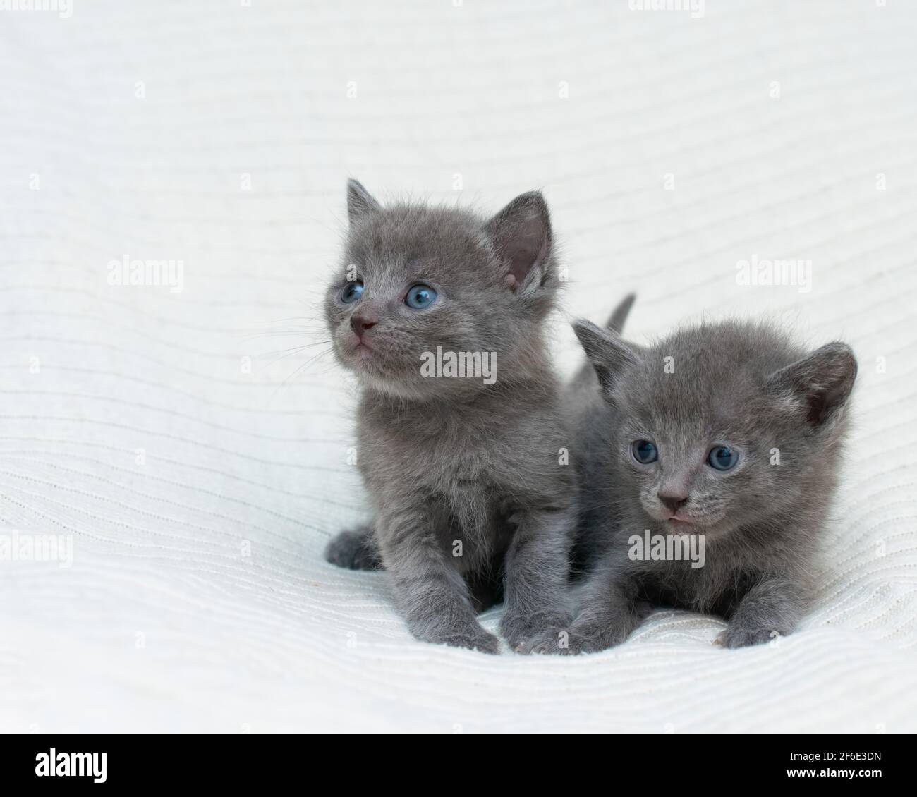 Little gray kitten at home on a plaid Stock Photo - Alamy