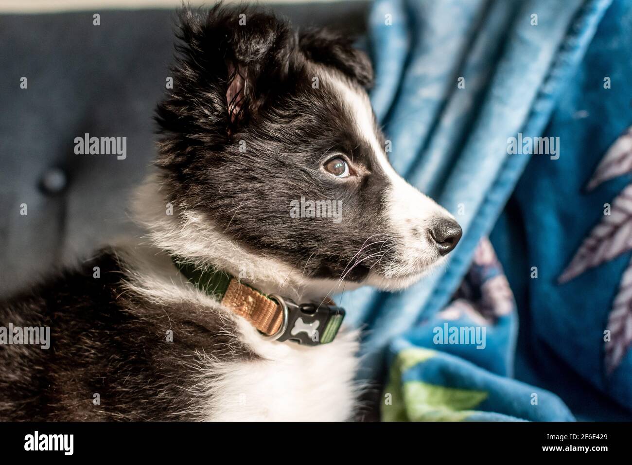 A side view of a cute young border collie puppy as it gazes out of the ...