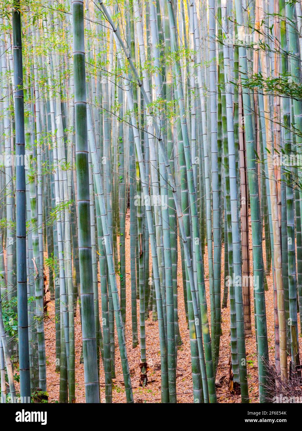 Secret bamboo hi-res stock photography and images - Alamy
