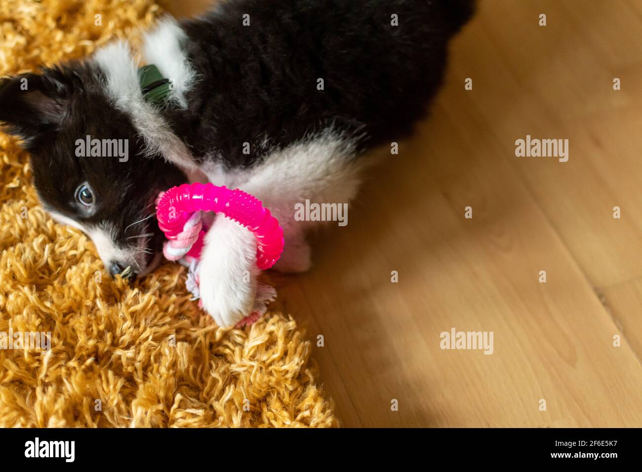 A cute and fluffy young border collie puppy rolls around on the floor ...