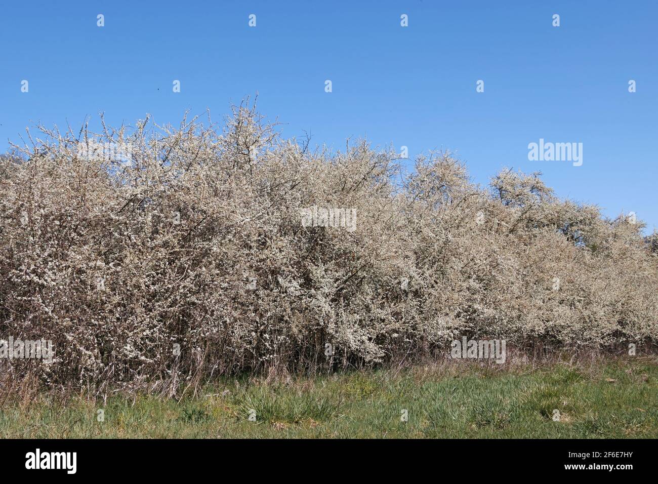 blackthorn, wild plum, large hedge in full blooming Stock Photo - Alamy