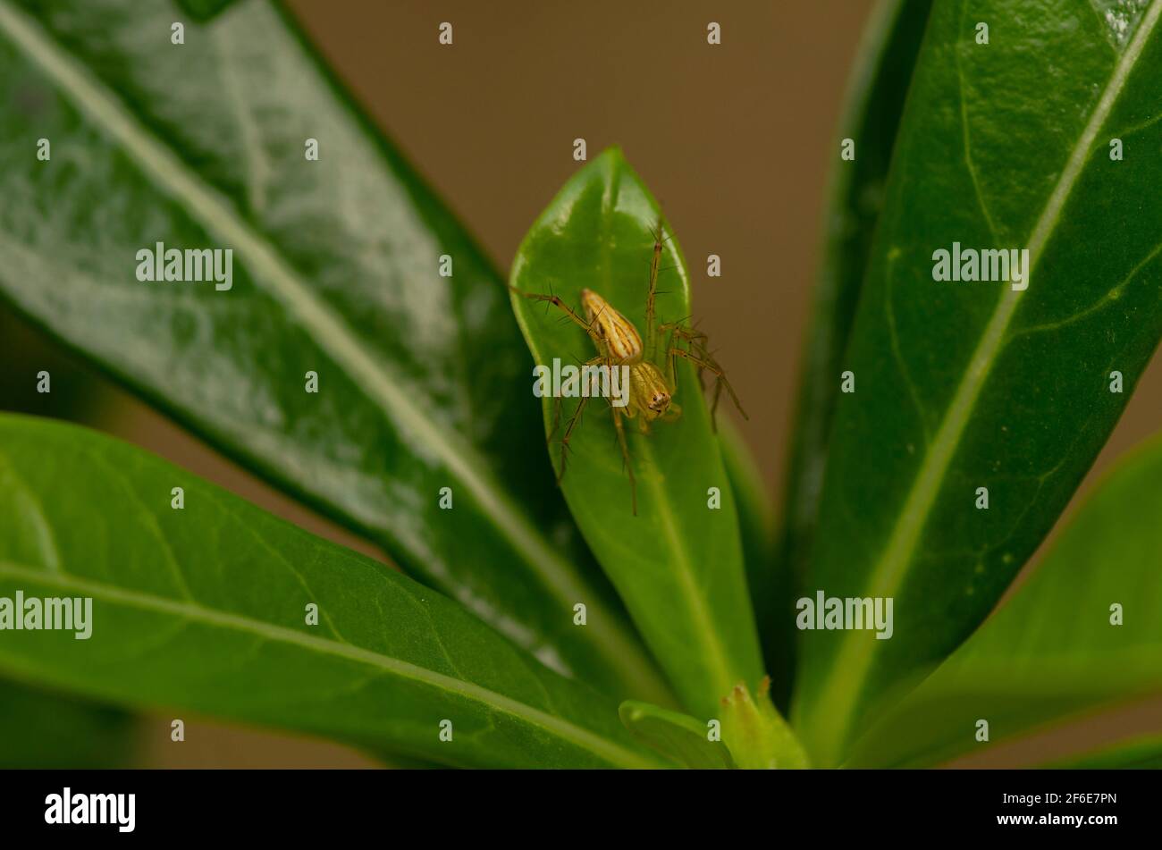 Tropical spider leaves hi-res stock photography and images - Alamy
