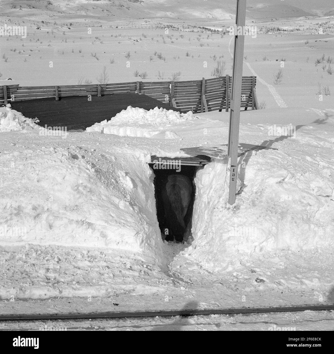 Along the line. Horse heading into winter stables at Lockerjåkka. The ...