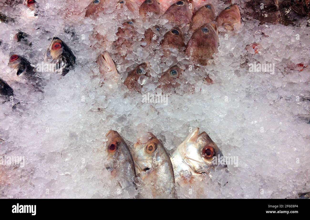 Fresh fish on ice in the supermarket in Yogyakarta, Indonesia Stock ...