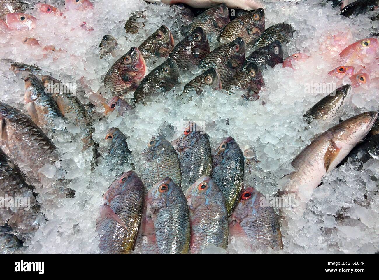 Fresh fish on ice in the supermarket in Yogyakarta, Indonesia Stock ...