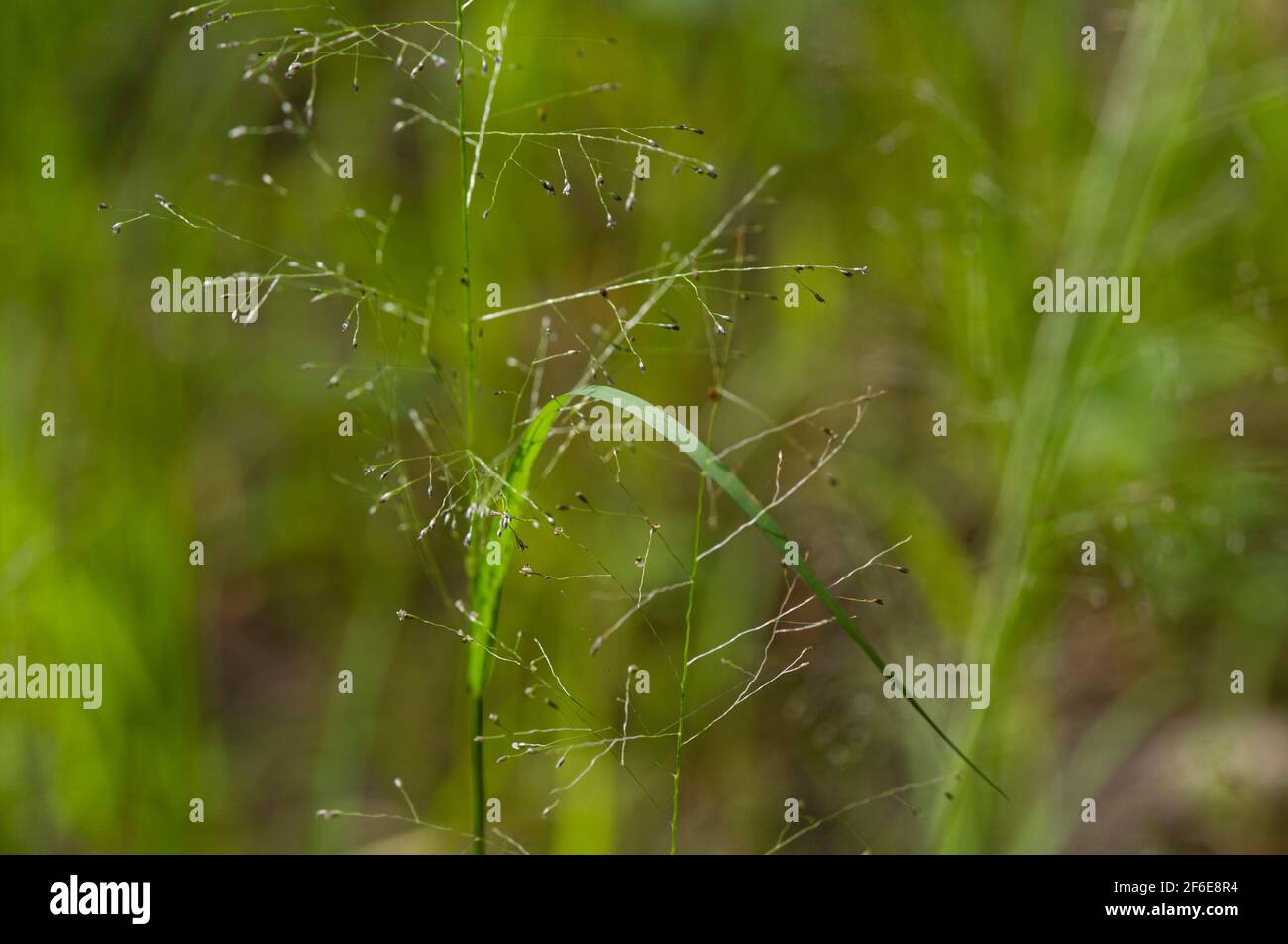 Beautiful backgrounds hi-res stock photography and images - Alamy