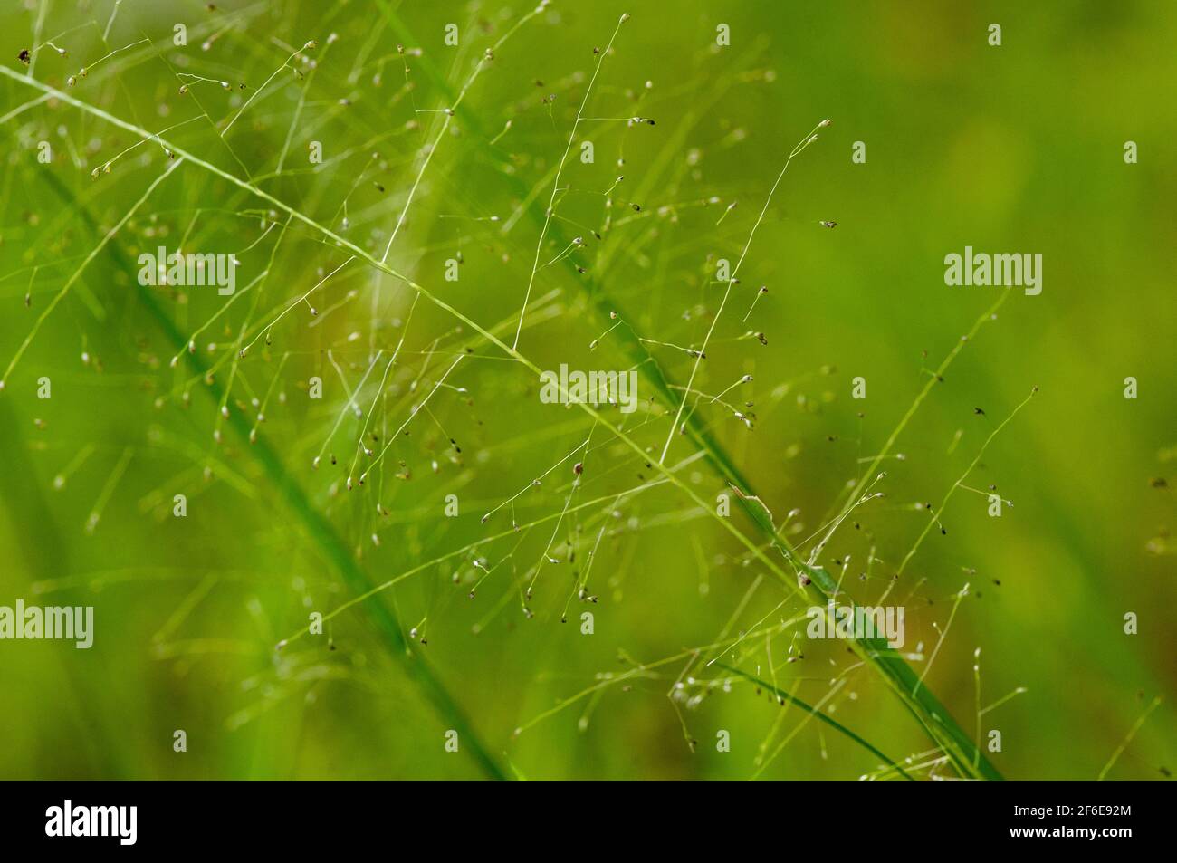 Beautiful backgrounds hi-res stock photography and images - Alamy