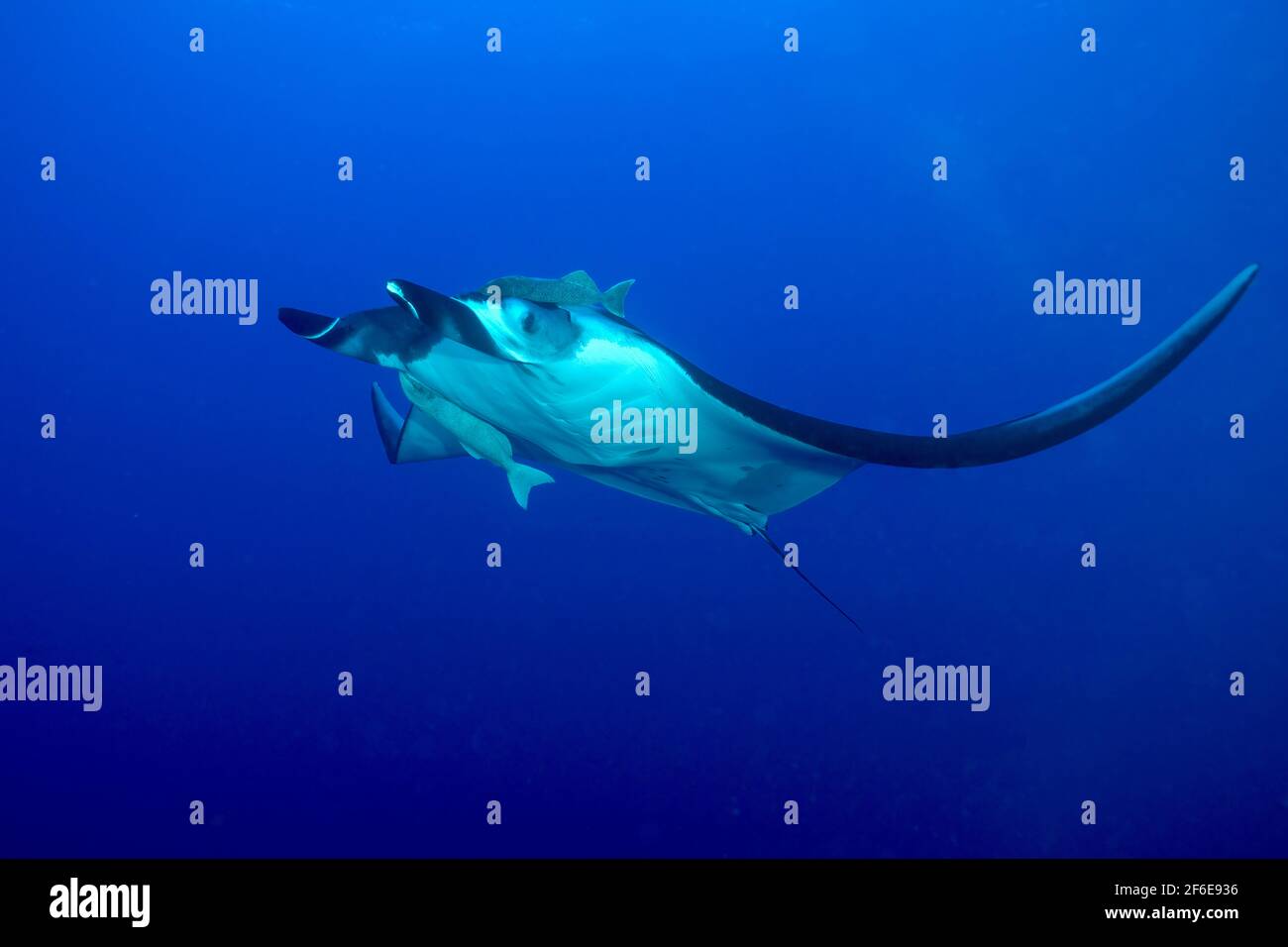 Oceanic manta ray, Manta birostris, in Sococco, MX, Pacific Ocean Stock ...