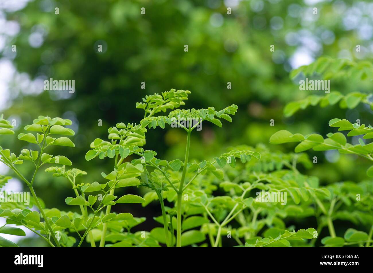 Kelor or Drumstick tree, Moringa oleifera, green leaves selected focus ...