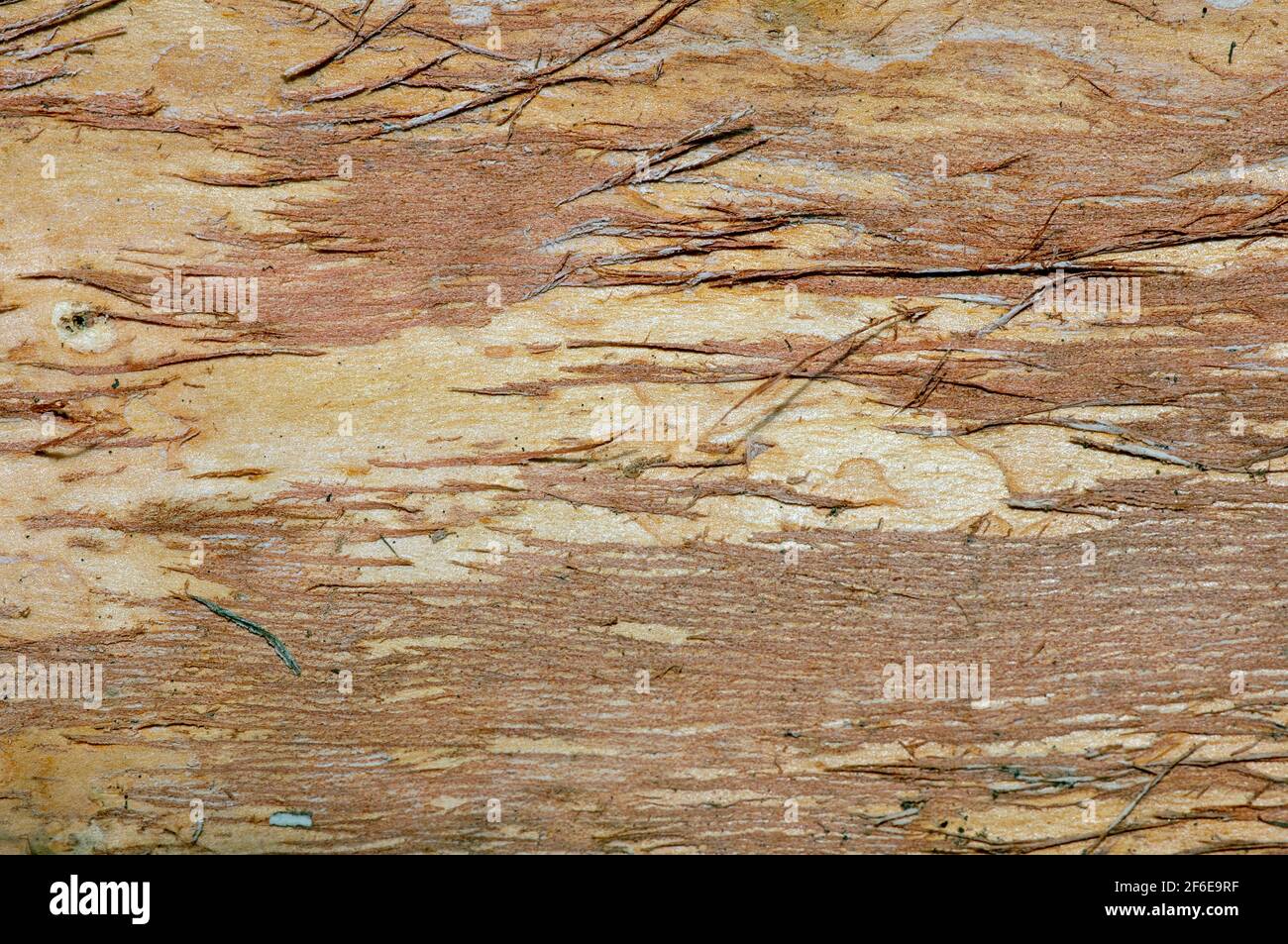 Tree bark of of Melaleuca cajuput in shallow focus for natural ...