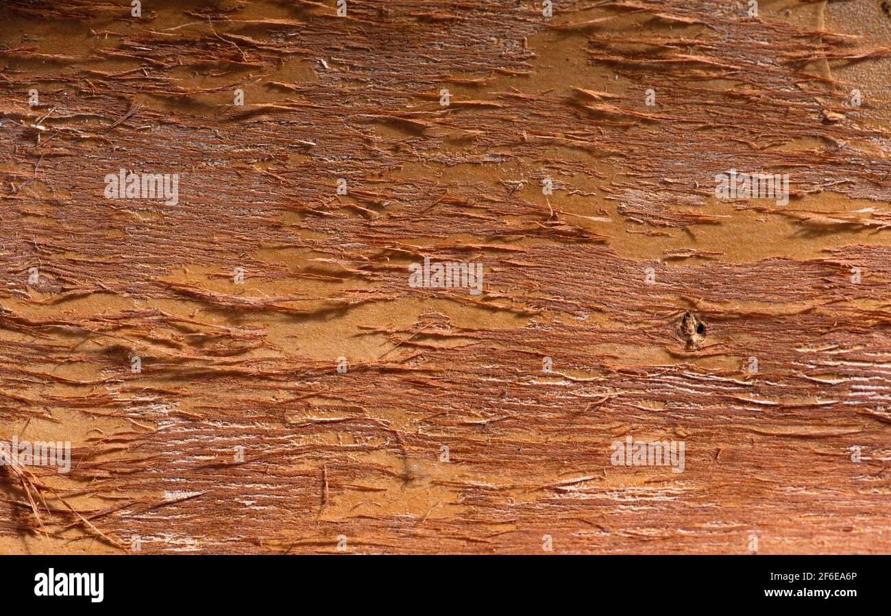 Melaleuca tree hi-res stock photography and images - Alamy