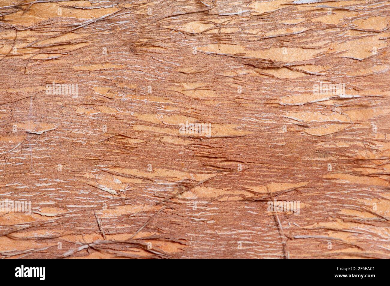 Tree bark of of Melaleuca cajuput in shallow focus for natural ...