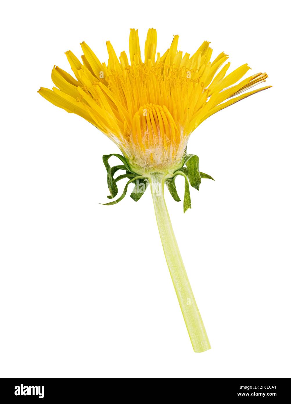 Fresh yellow dandelion isolated on white background. Clipping path ...