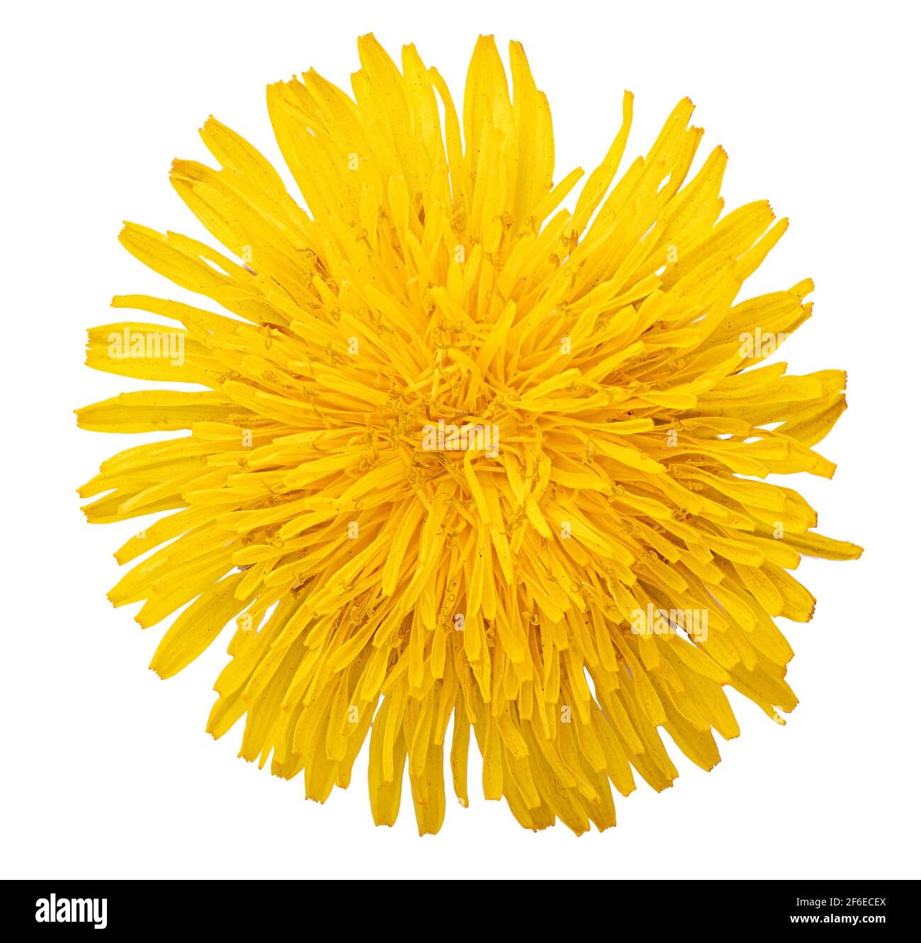 Fresh yellow dandelion isolated on white background. Clipping path ...