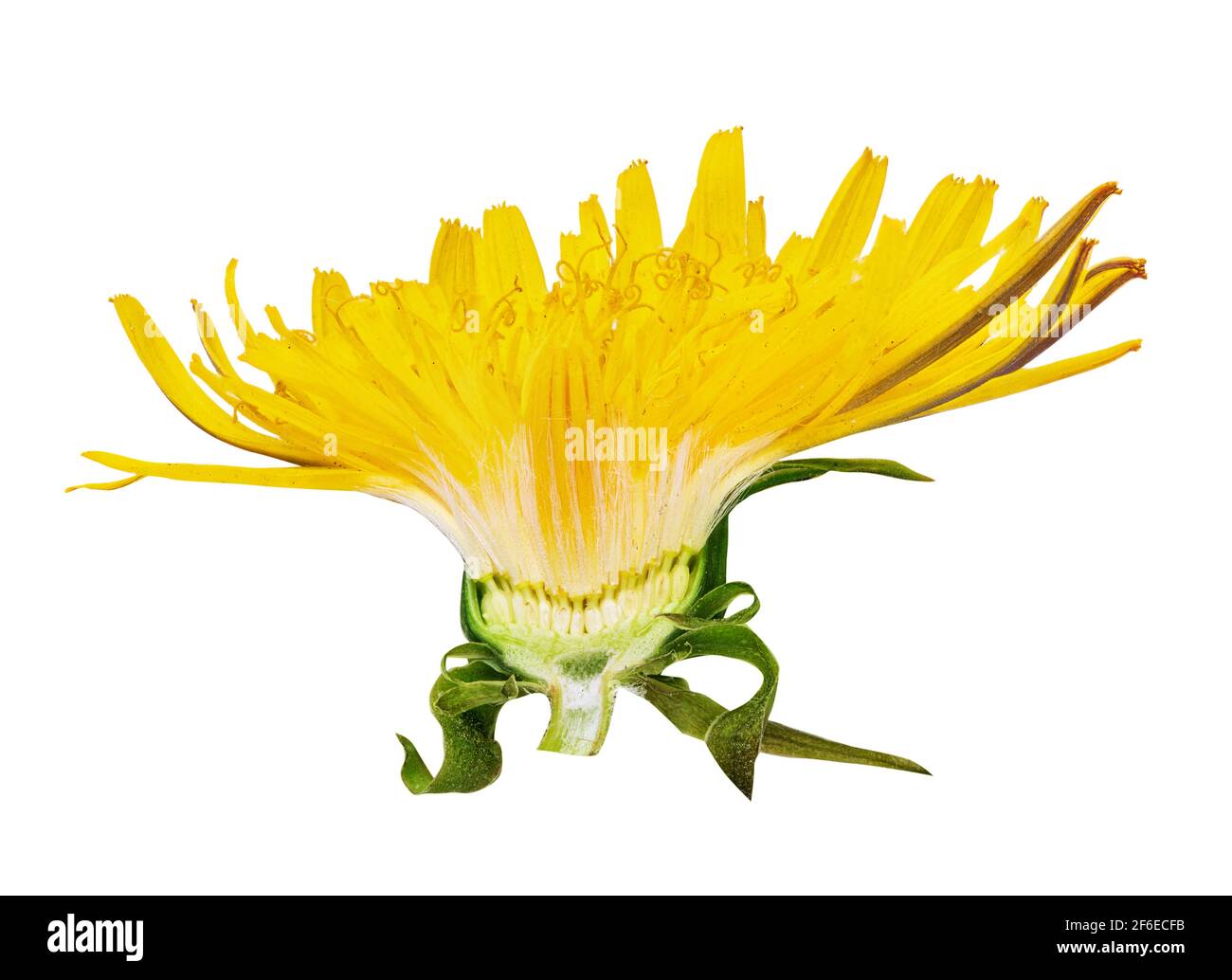 Half dandelion Cut Out Stock Images & Pictures - Alamy