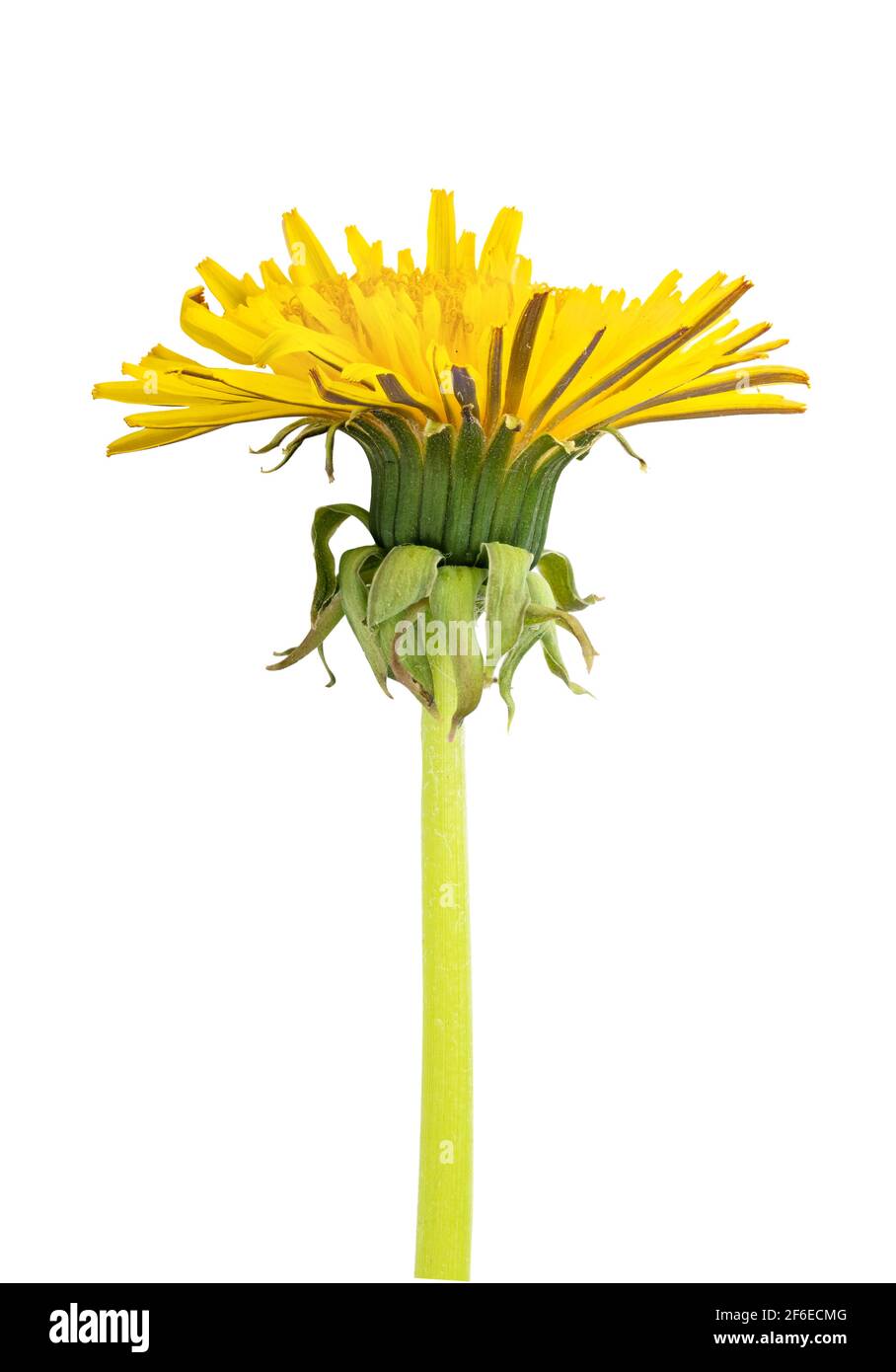 Fresh yellow dandelion isolated on white background. Clipping path ...