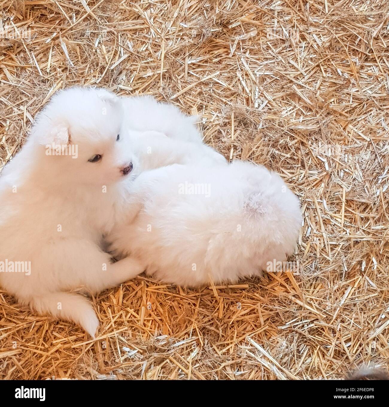Samoyed dog inside hi-res stock photography and images - Alamy