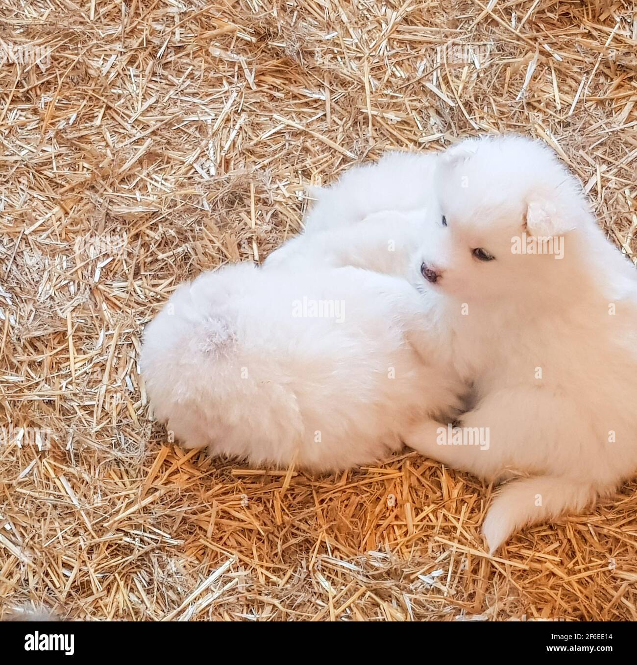 Two cute little white Samoyed puppies are lying on the straw on the ...