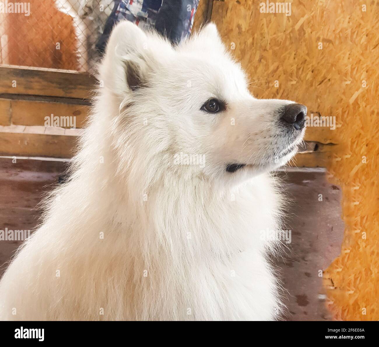 Cute white Samoyed dog poses sitting on the floor and looks away ...