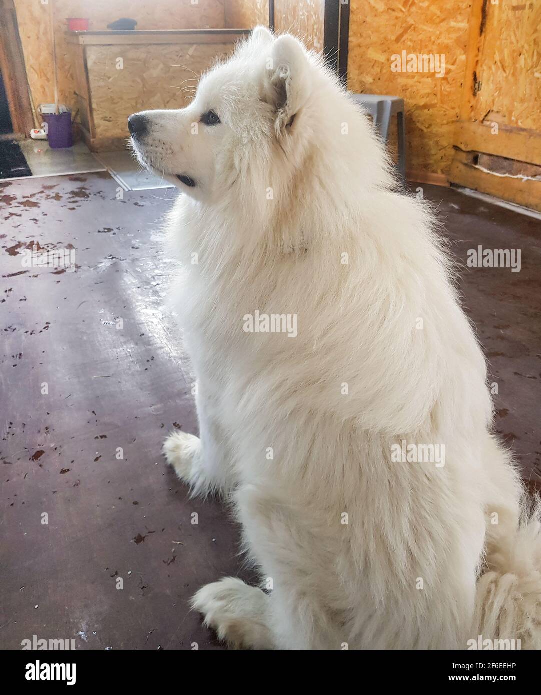 Cute white Samoyed dog poses sitting on the floor and looks away ...