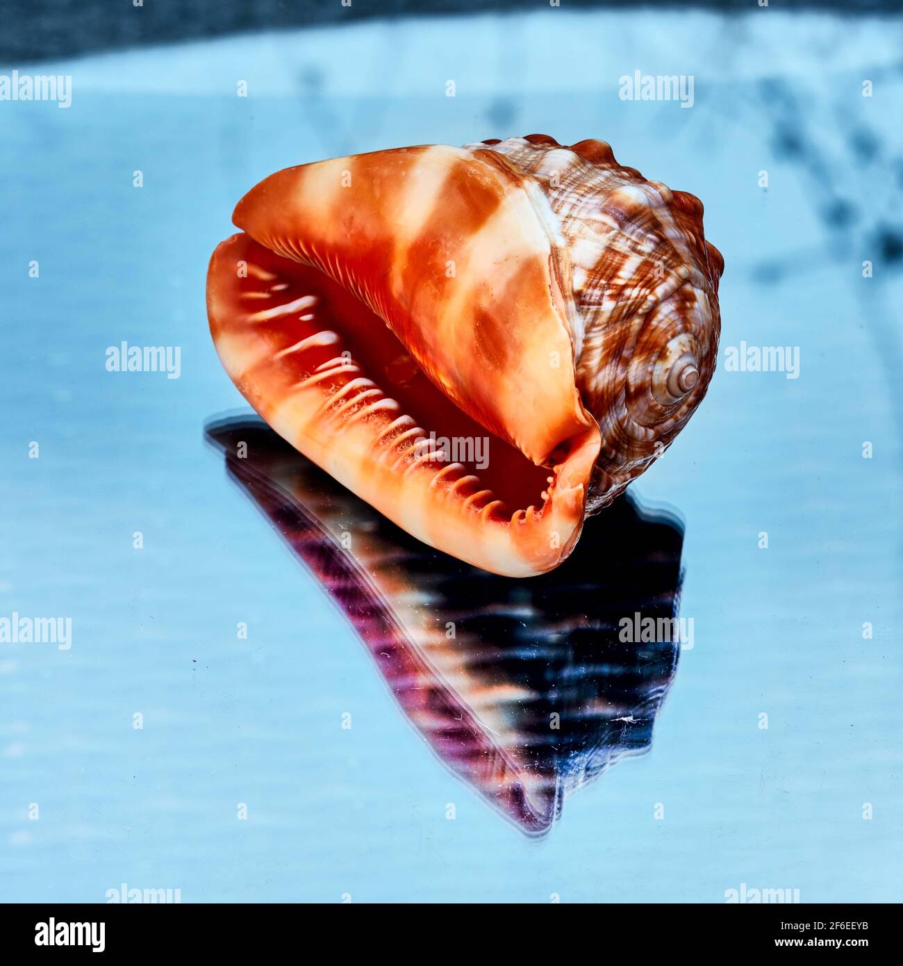 shell with reflection on light blue background Stock Photo - Alamy