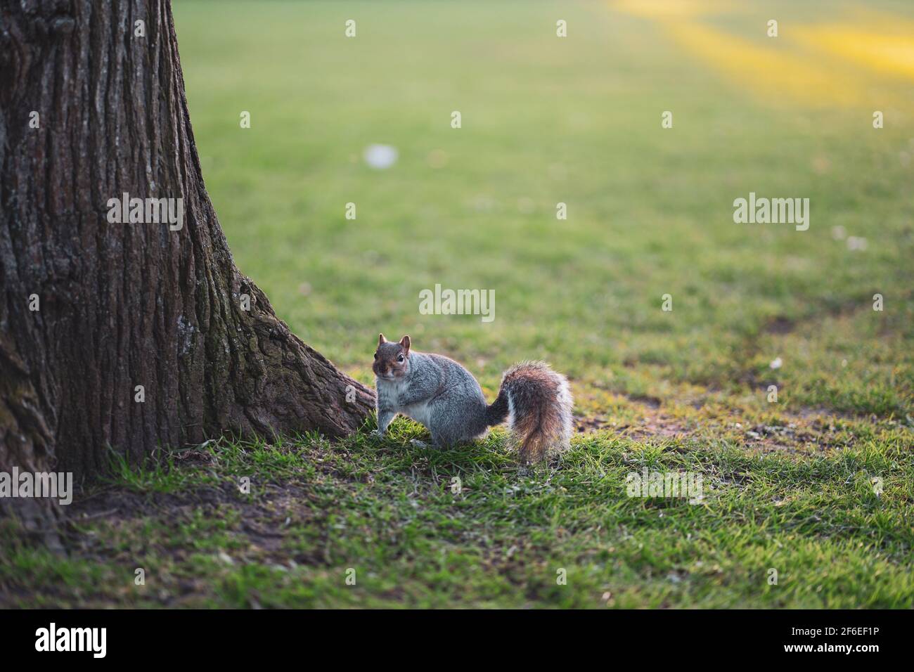Squirrel at the foot of a tree looking towards the camera Stock Photo ...