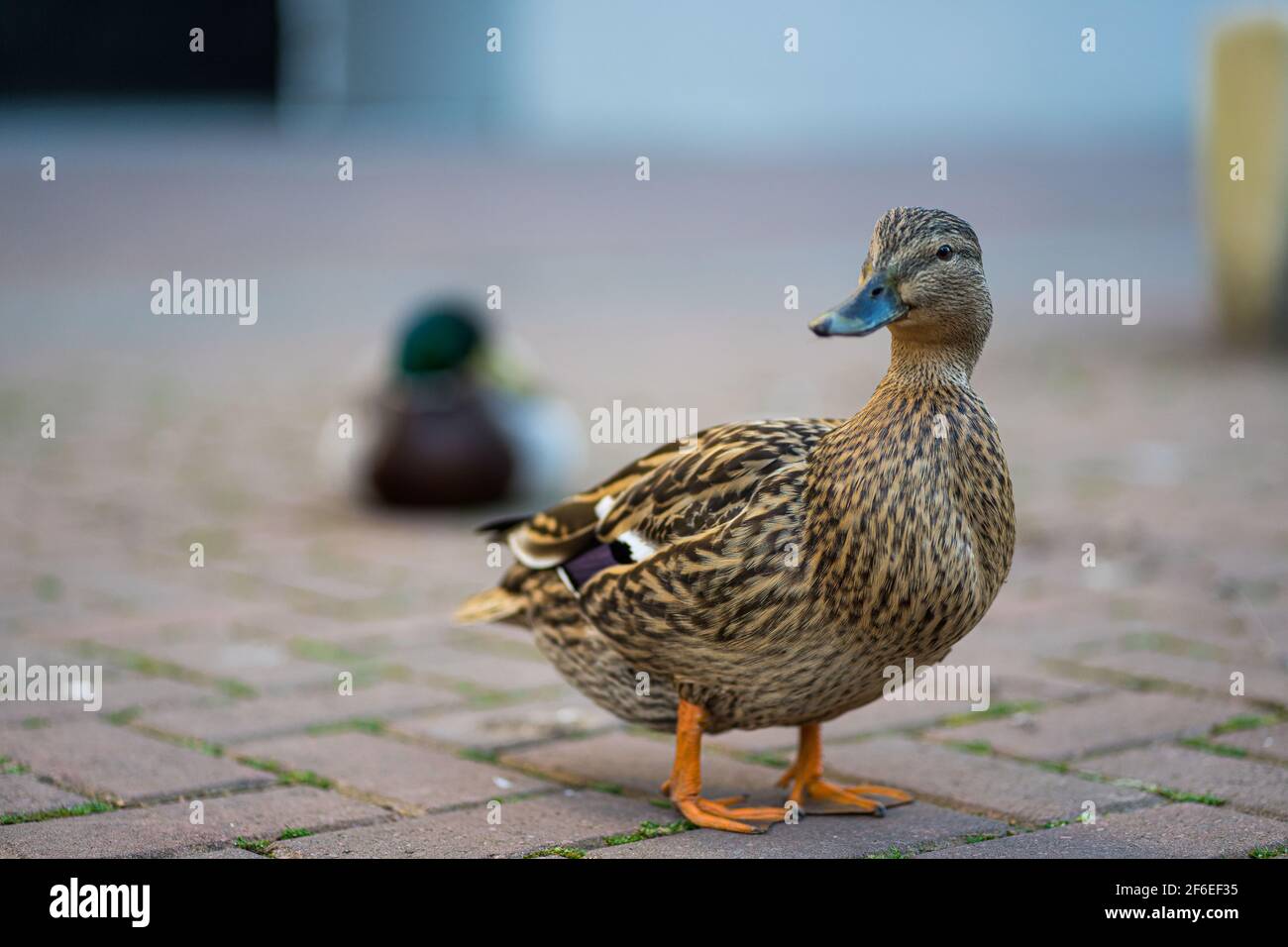 Ducks on the Street in town Stock Photo - Alamy