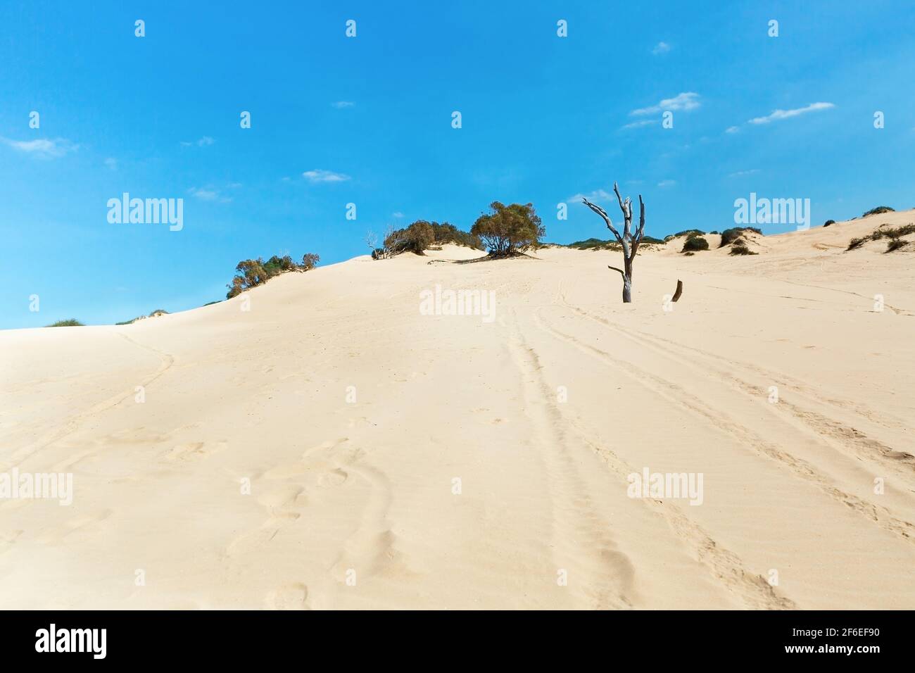 Dune tree hi-res stock photography and images - Alamy