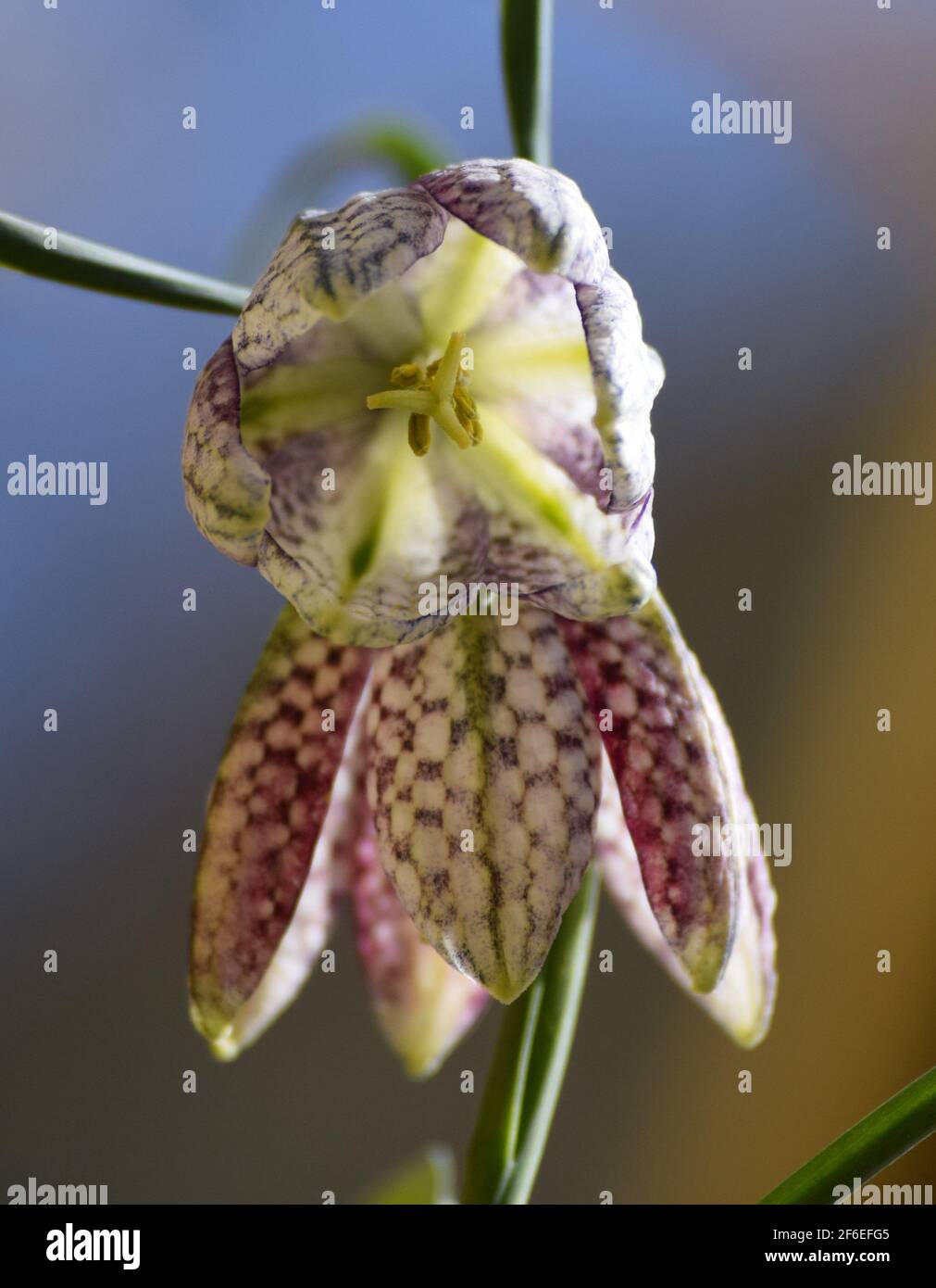 a Chess flower lets you see deeply Stock Photo - Alamy