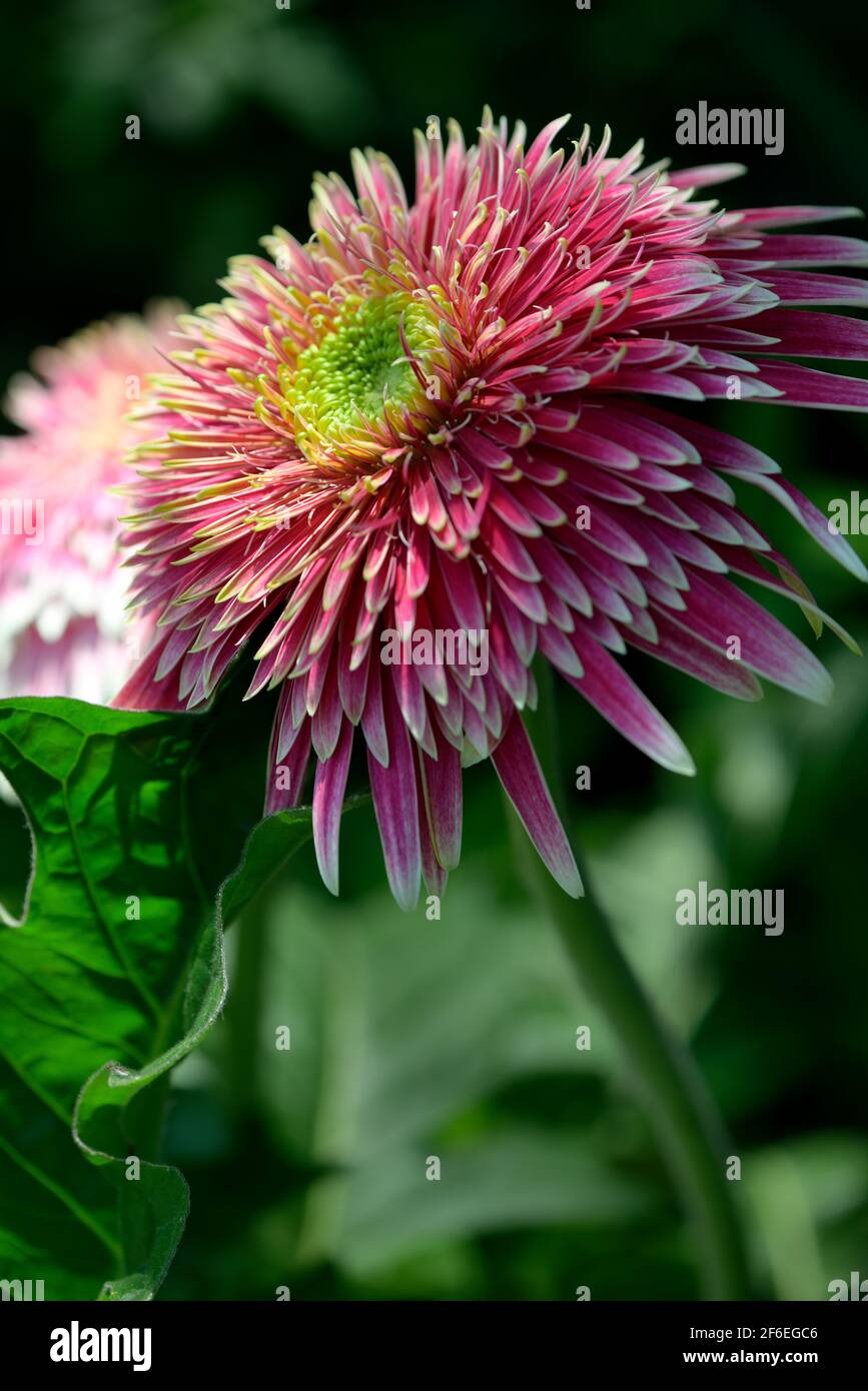 Giant daisy hi-res stock photography and images - Alamy