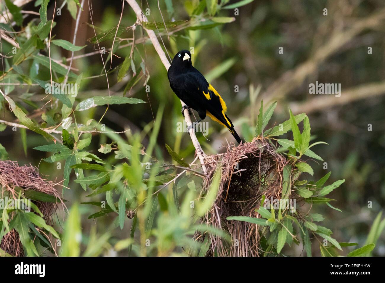 A yellow-rumped cacique, Cacicus cela, at the nest Stock Photo - Alamy