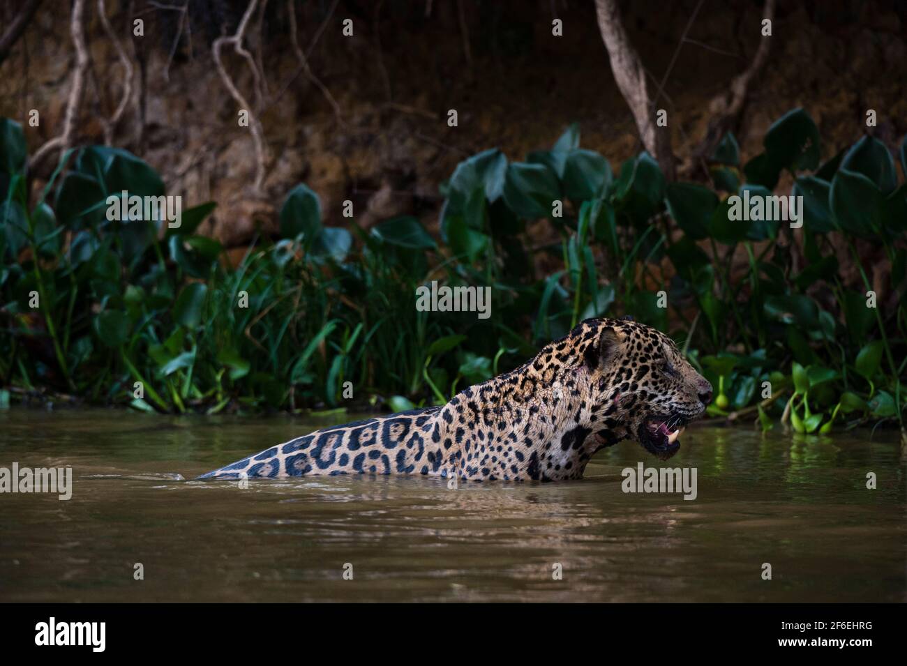 A jaguar, Panthera onca, in the river Stock Photo - Alamy