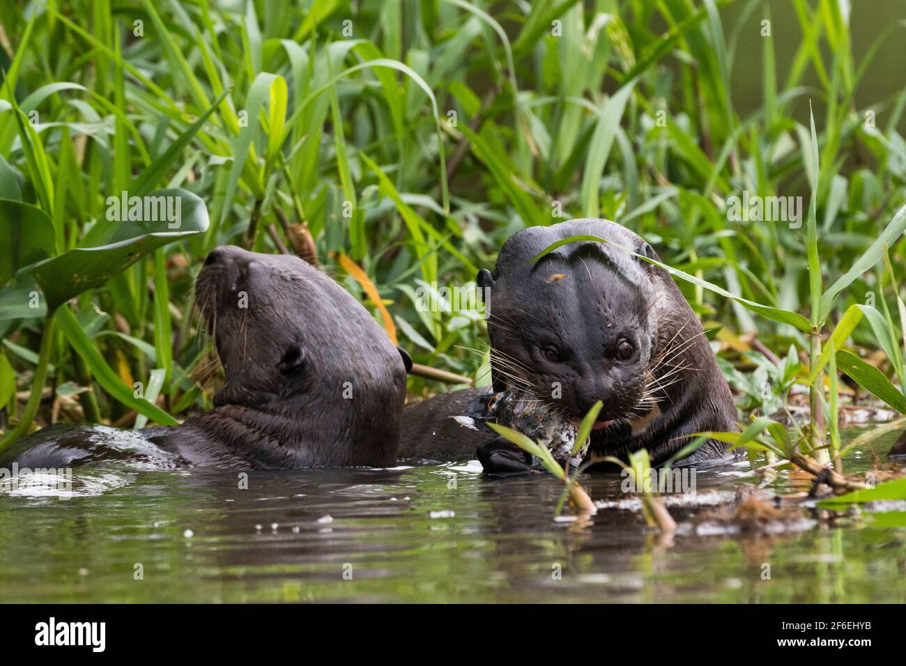 Giant otter (Pteronura brasiliensis), Pantanal, Mato Grosso, Brazil ...