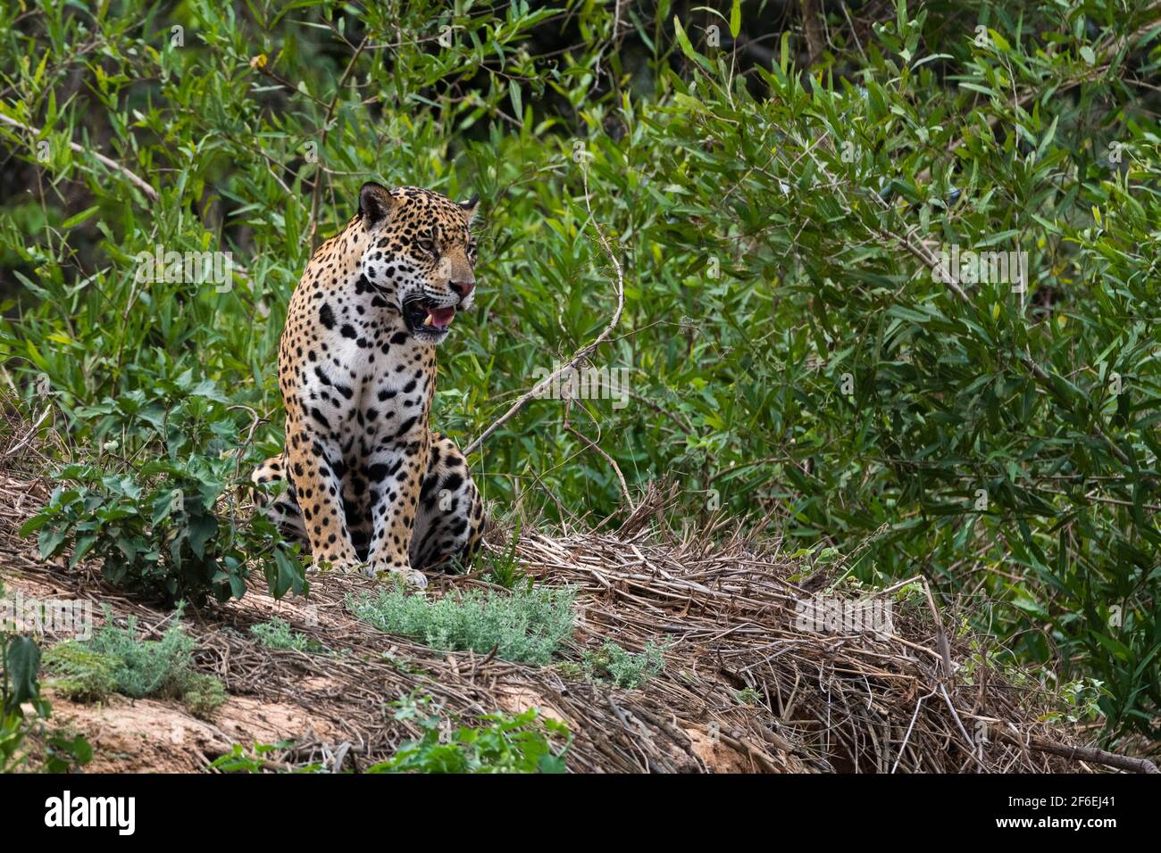 A jaguar, Panthera onca, standing Stock Photo - Alamy