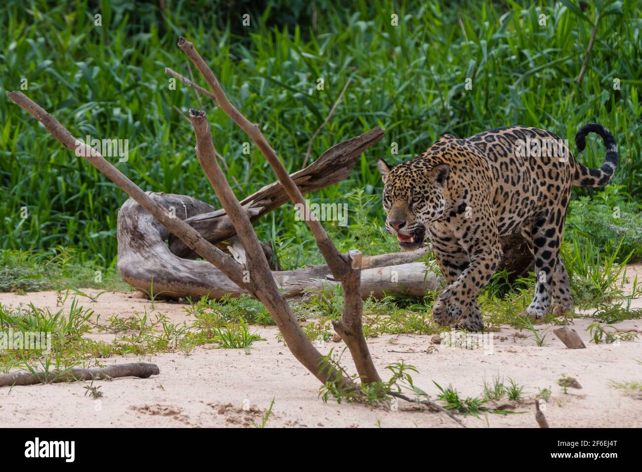 A jaguar (Panthera onca), walks on a sandy river bank, Pananal, Mato ...