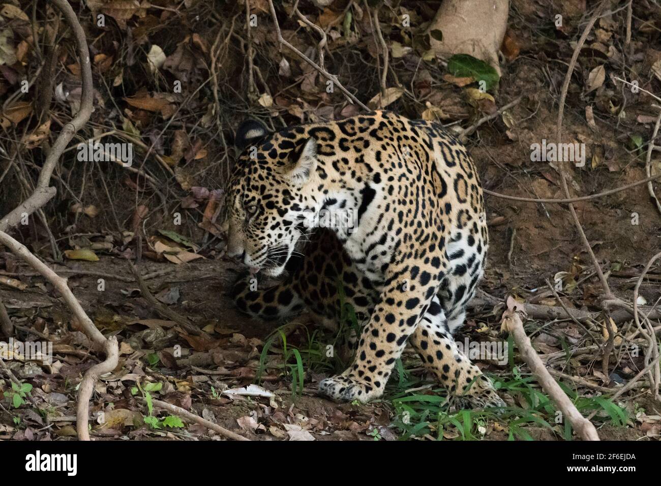 A jaguar, Panthera onca Stock Photo - Alamy