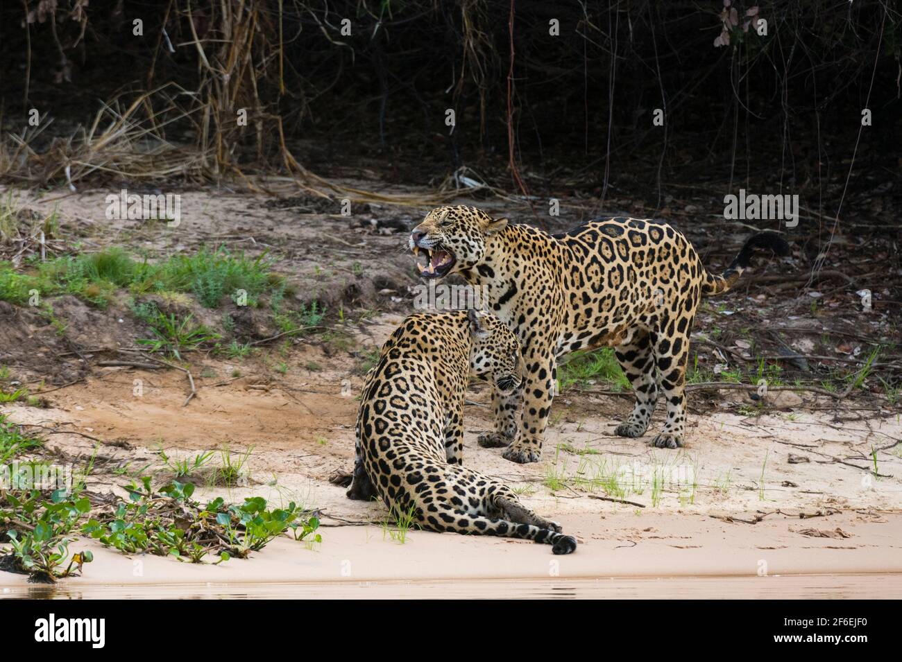 Jaguars fighting hi-res stock photography and images - Alamy