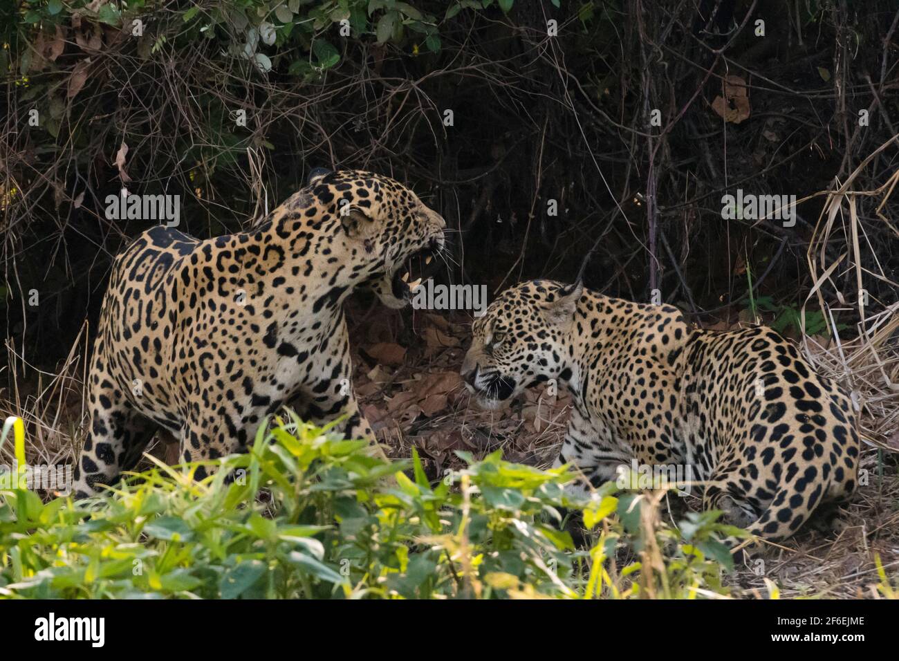Jaguars fighting hi-res stock photography and images - Alamy