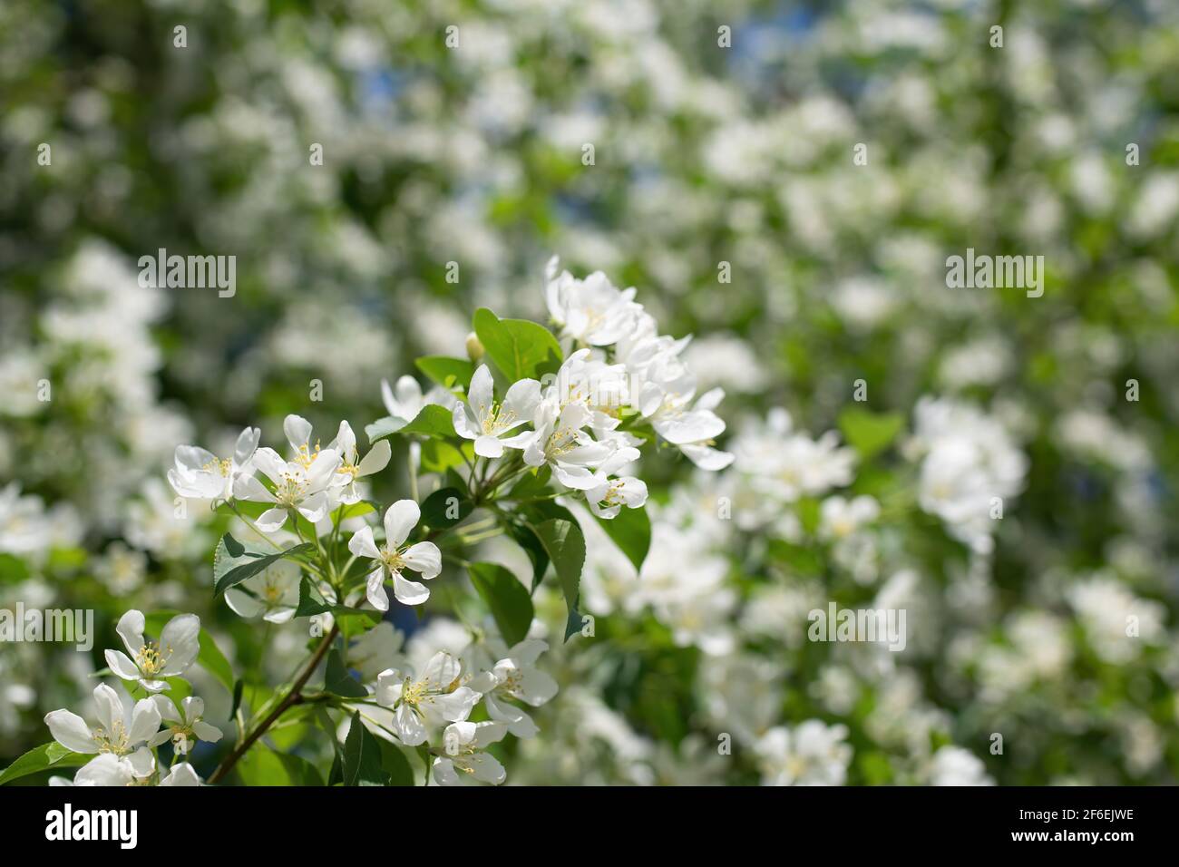 Branch of a blossoming apple tree in white flowers against the sky ...