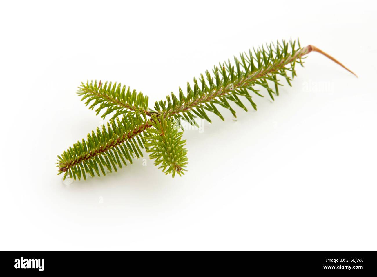 fir tree branch on a white background Stock Photo - Alamy