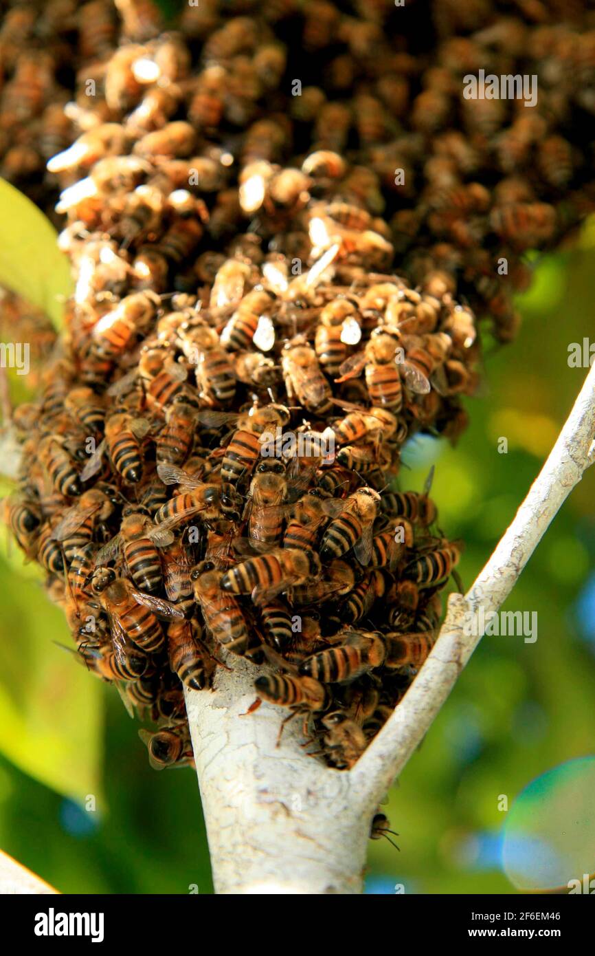 Urucu bee hi-res stock photography and images - Alamy