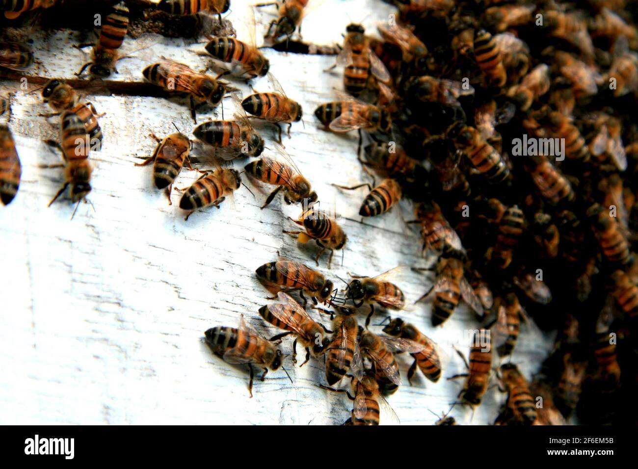 Urucu bee hi-res stock photography and images - Alamy
