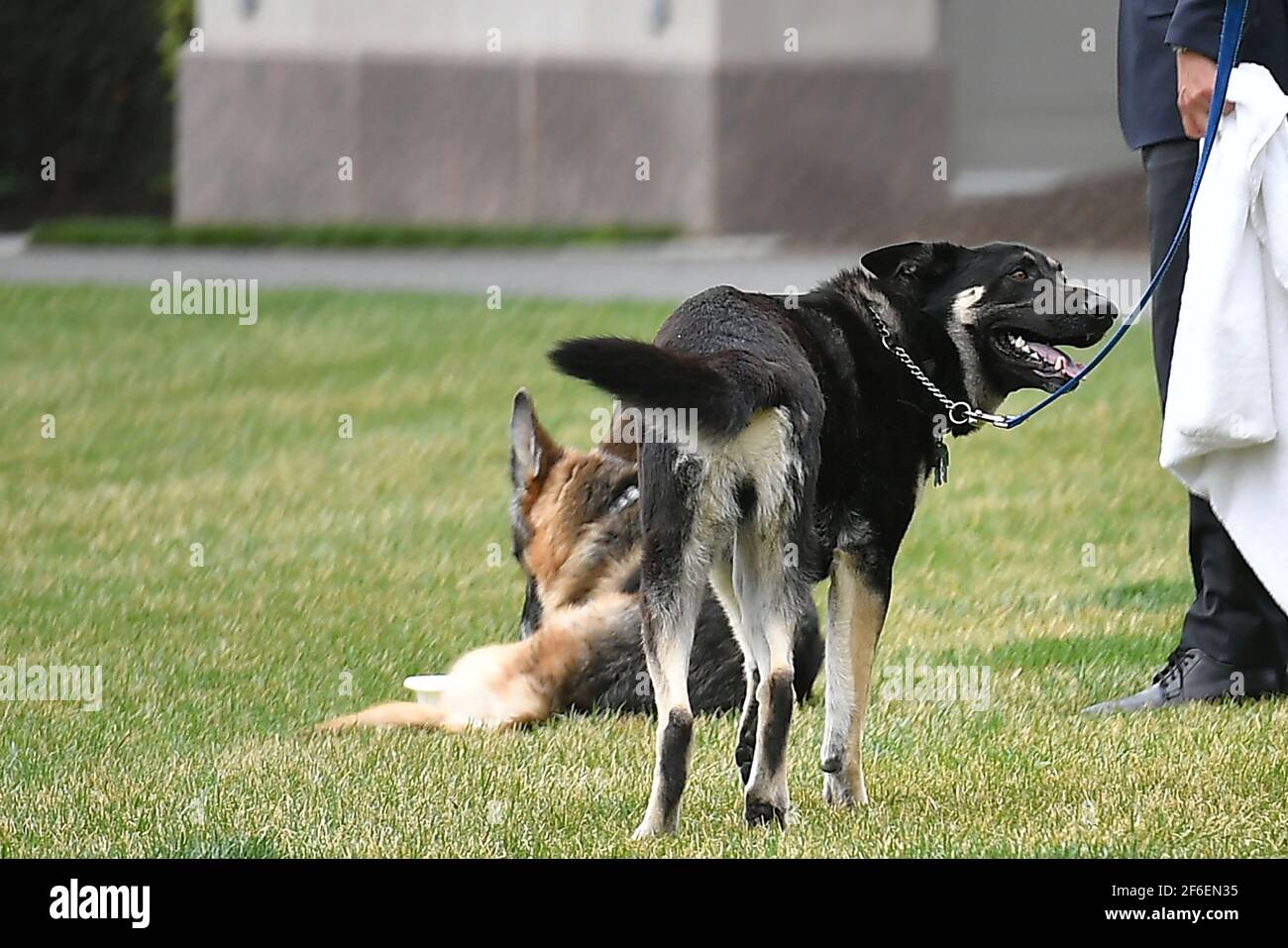 Joe biden dog champ hi-res stock photography and images - Alamy