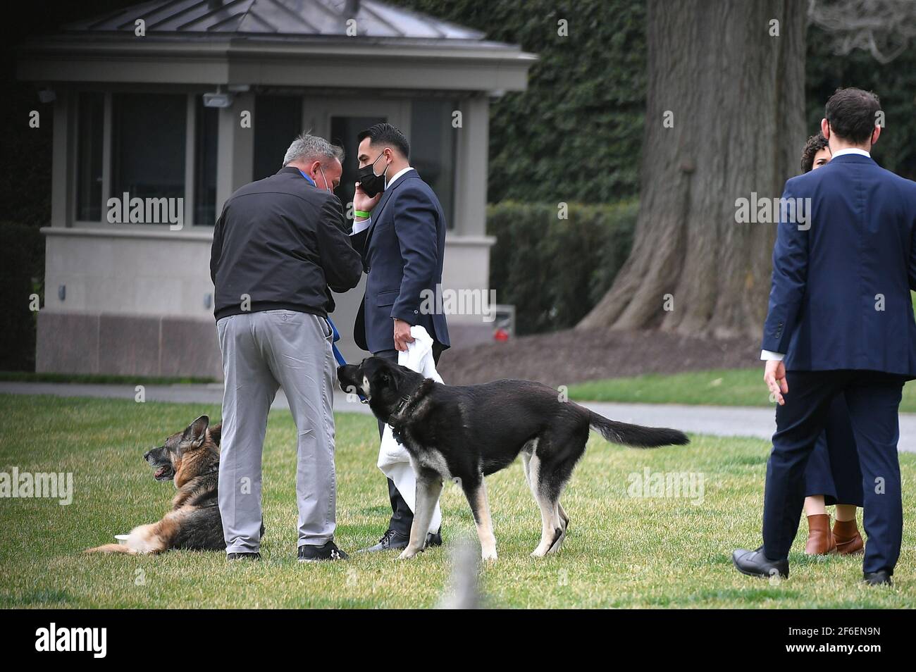 Joe biden dog champ hi-res stock photography and images - Alamy