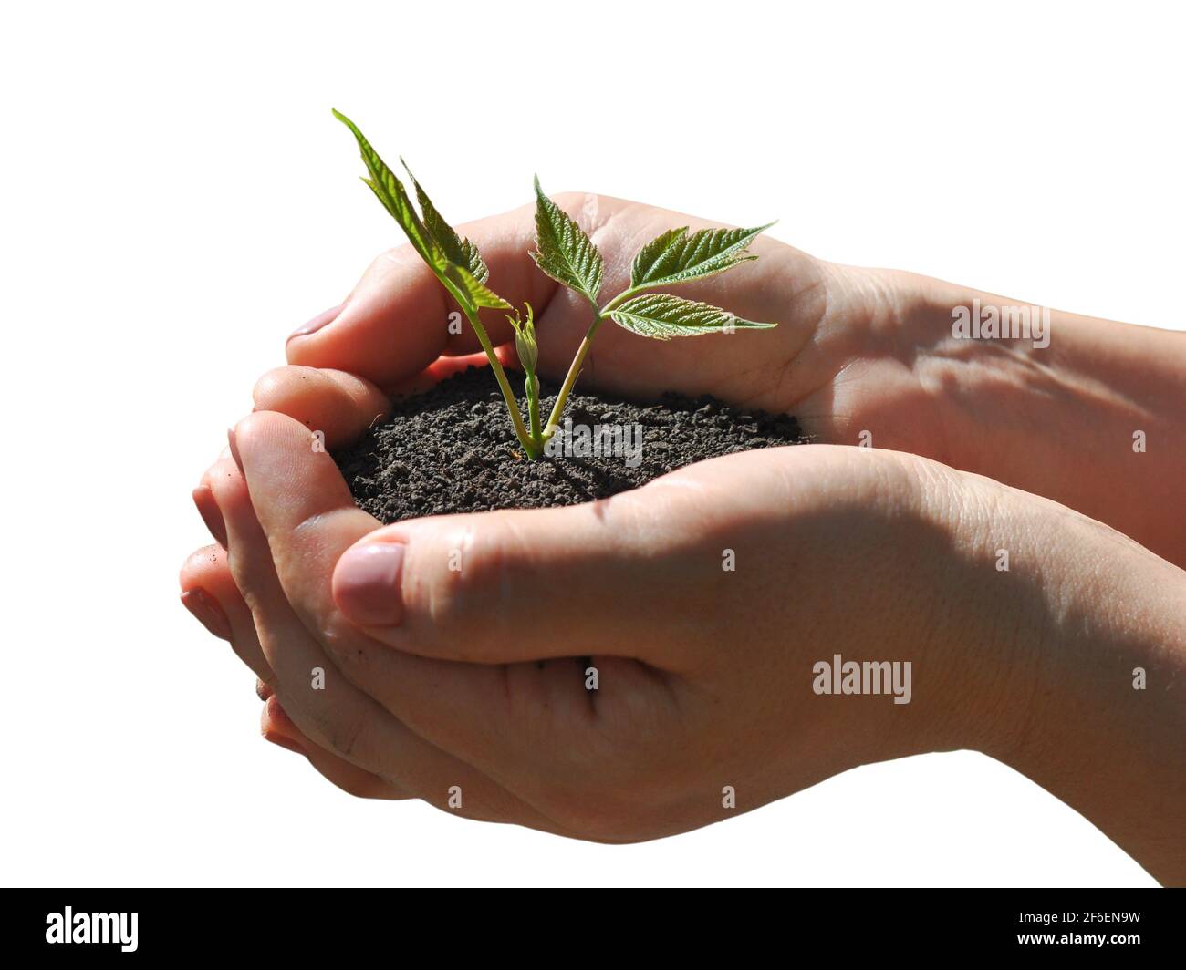 Plant in hands isolated on a white background. Hands holding young ...