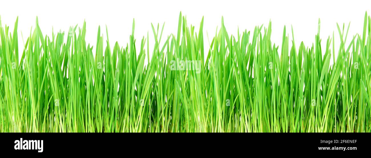 Seamless fresh spring green grass isolated on a white background. Grass ...