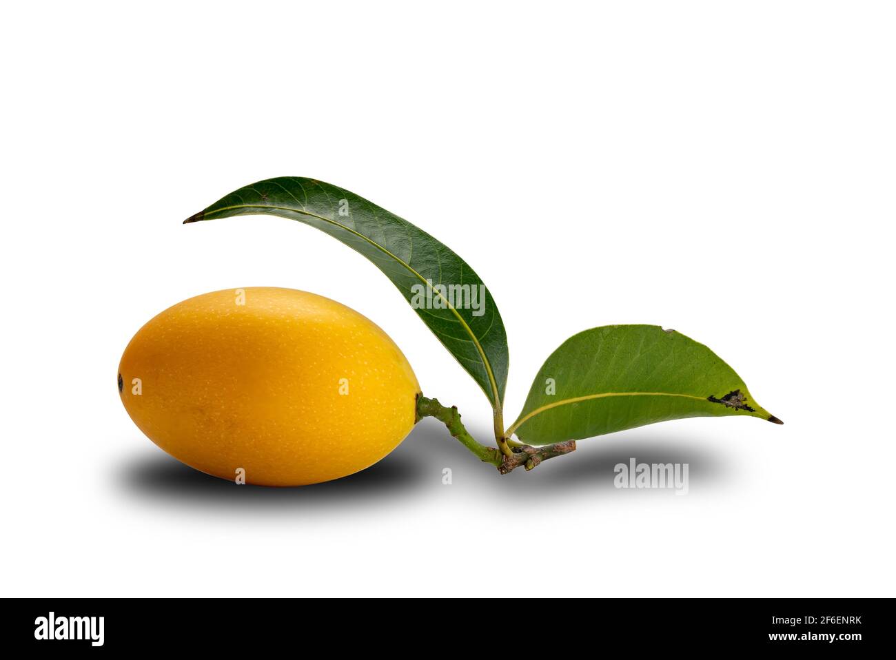 Side view of single ripe Marian Plum fruit with leaves isolated on ...