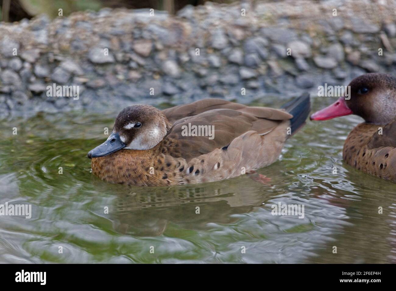 A Female Brazilian Teal or Brazilian Duck, Amazonetta brasiliensis ...